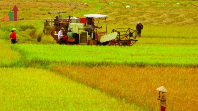 Năm 2023, đất trồng lúa có xây nhà được không? Mức phạt thế nào?